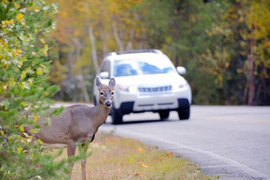 Auto Body Repair Services in Draper, UT | Karl Malone’s Body & Paint
